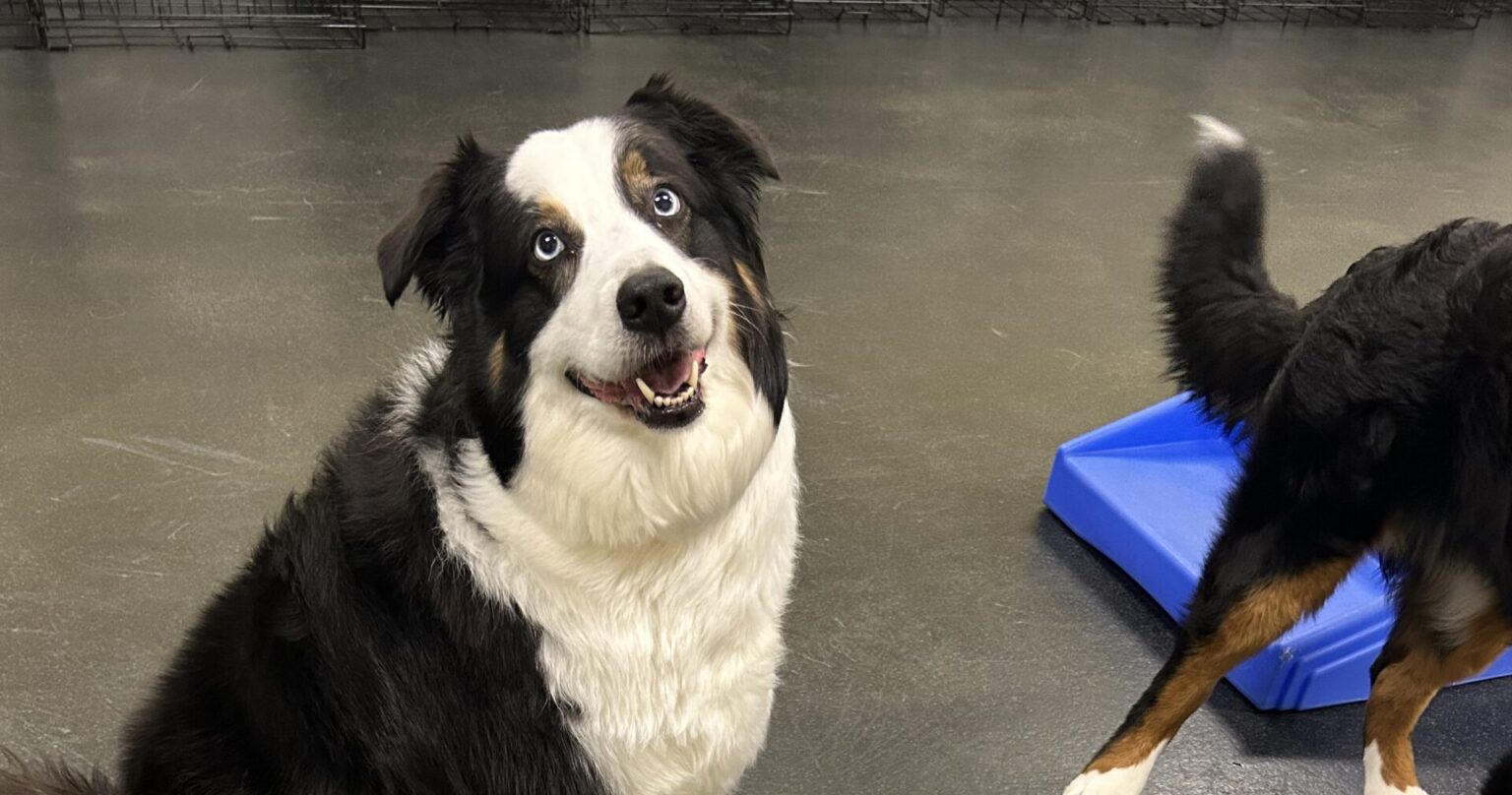 Book Online – Royal Paws